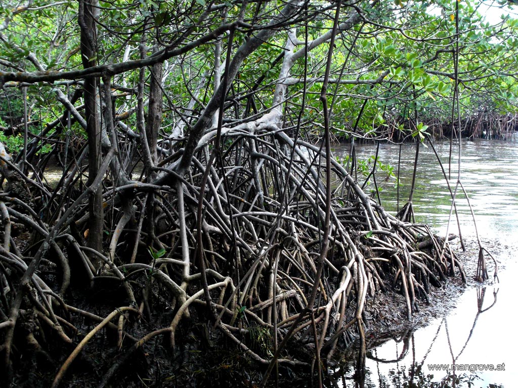 Mangrove roots